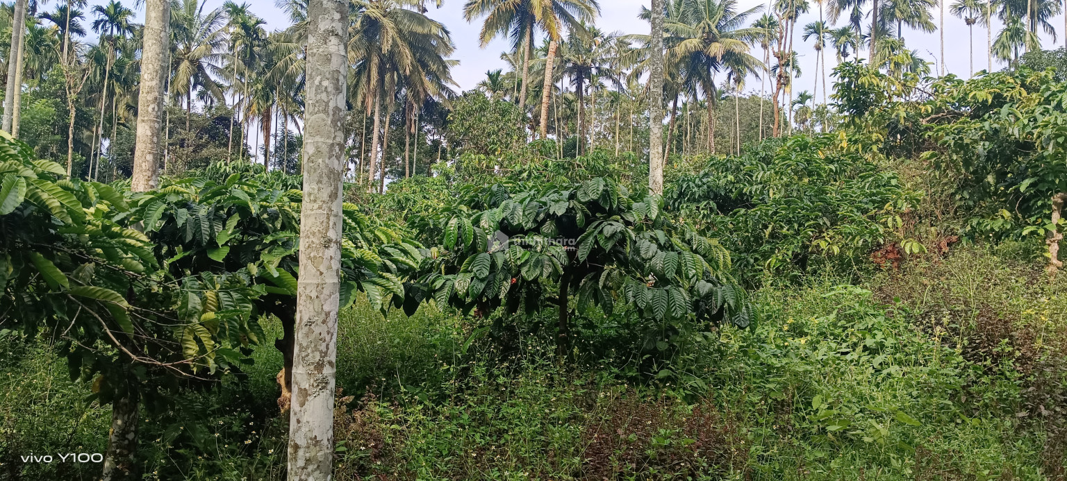 Agricultural Land for sale at Sulthan Bathery Wayanad